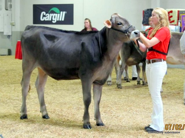 Berkshires 4-H'er Takes Top Honor at World Dairy Expo / iBerkshires.com ...