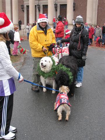 Williamstown Holds Annual Reindog Parade / iBerkshires.com - The ...