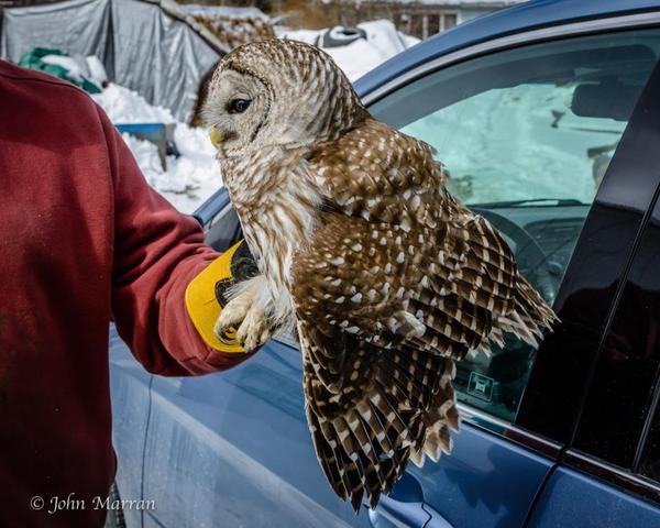 Adams Residents Rescue Barred Owl From Greylock Glen / iBerkshires.com ...